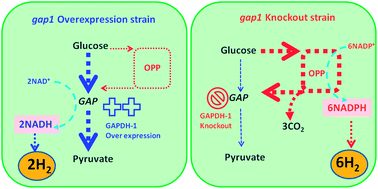 Reprogramming the glycolytic pathway for increased hydrogen production ...