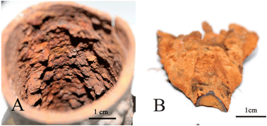 Bacterial community of iron tubercles from a drinking water ...