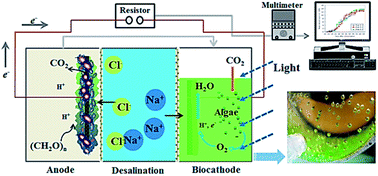Photosynthetic microbial desalination cells (PMDCs) for clean energy ...