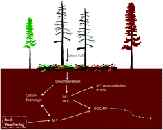 Changes in metal mobility associated with bark beetle-induced tree ...