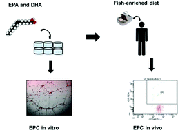 N-3 PUFA increase bioavailability and function of endothelial ...