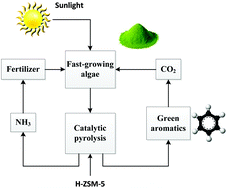 Catalytic pyrolysis of microalgae for production of aromatics and ...