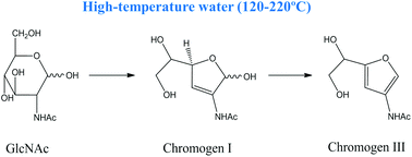 Non-catalytic synthesis of Chromogen I and III from N-acetyl-d ...