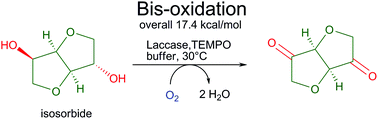 Aerobic oxidation of isosorbide and isomannide employing TEMPO/laccase ...