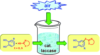 Laccase-catalyzed synthesis of catechol thioethers by reaction of ...