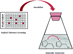 Integrated biorefinery model based on production of furans using open ...