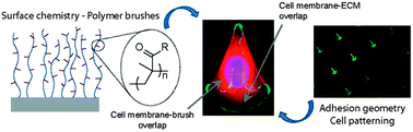 Decoupling geometrical and chemical cues directing epidermal stem cell ...