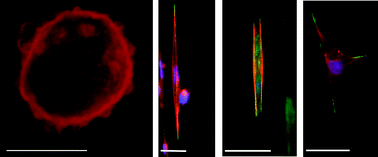 The mechanistic influence of aligned nanofibers on cell shape ...