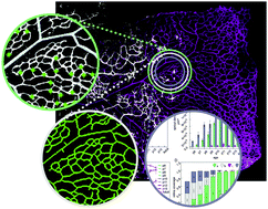 The mouse retina in 3D: quantification of vascular growth and ...