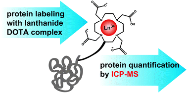 DOTA based metal labels for protein quantification: a review - Journal ...