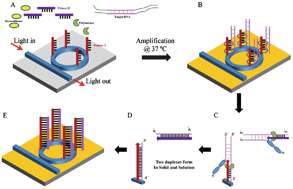 Real-time, label-free isothermal solid-phase amplification/detection (ISAD) device for rapid ...