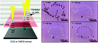 Optoelectronic tweezers integrated with lensfree holographic microscopy ...