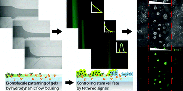 Patterning of cell-instructive hydrogels by hydrodynamic flow focusing ...