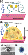 Single cell detection using a magnetic zigzag nanowire biosensor - Lab ...