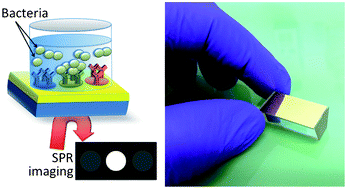 On-chip microbial culture for the specific detection of very low levels ...