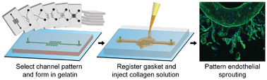 Microfluidics embedded within extracellular matrix to define vascular architectures and pattern ...