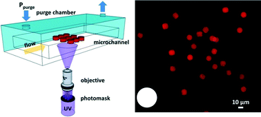 Synthesis of biomimetic oxygen-carrying compartmentalized ...