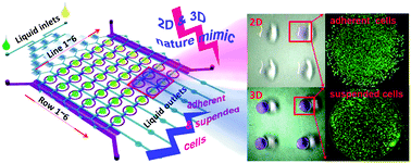 A novel microfluidic platform with stable concentration gradient for on ...