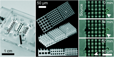 In-chip fabrication of free-form 3D constructs for directed cell ...