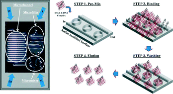 Solid phase nucleic acid extraction technique in a microfluidic chip ...