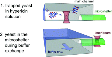 Proof-of-principle for simple microshelter-assisted buffer exchange in laser tweezers ...