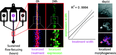 Spatiotemporal control of gene expression using microfluidics - Lab on ...