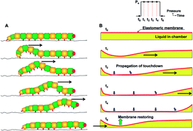 Caterpillar locomotion-inspired valveless pneumatic micropump using a ...