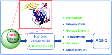 Sirtuin 6: a review of biological effects and potential therapeutic ...