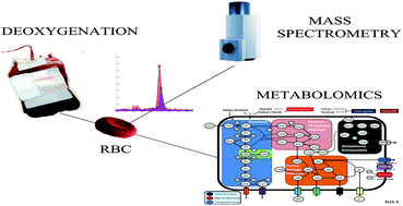 Red blood cell metabolism under prolonged anaerobic storage - Molecular ...