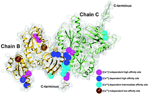 Identification of calcium binding sites on calsequestrin 1 and their ...