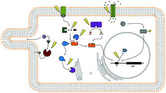 Optogenetic tools for mammalian systems - Molecular BioSystems (RSC ...