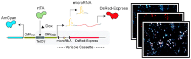 Transcripts for combined synthetic microRNA and gene delivery ...