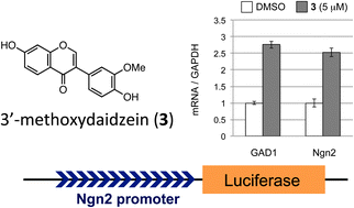 Naturally occurring Ngn2 promoter activators from Butea superba ...