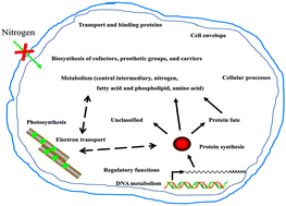 Complementary iTRAQ proteomics and RNA-seq transcriptomics reveal multiple levels of regulation ...