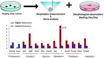 Noninvasive measurement of respiratory activity of mouse embryoid ...