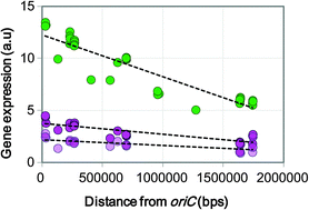 Gene expression scaled by distance to the genome replication site ...
