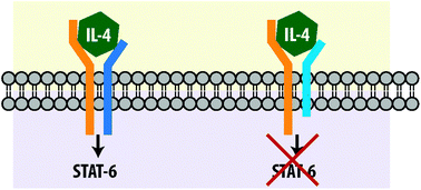 The association of the cytoplasmic domains of interleukin 4 receptor ...