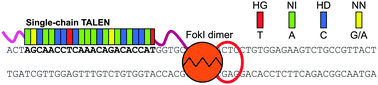 A single-chain TALEN architecture for genome engineering - Molecular ...