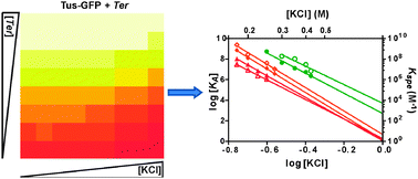 Dissecting the salt dependence of the Tus–Ter protein–DNA complexes by ...