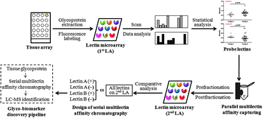 Multilectin-assisted fractionation for improved single-dot tissue ...