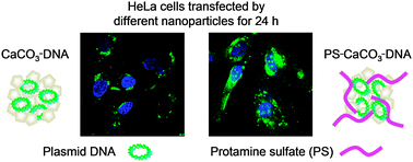 Protamine sulfate–calcium carbonate–plasmid DNA ternary nanoparticles ...