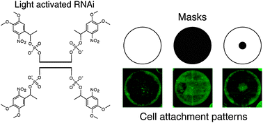 Patterning of cells through patterning of biology - Molecular ...