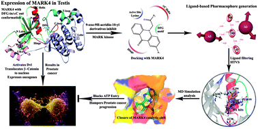 The structural analysis of MARK4 and the exploration of specific ...