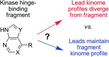 Fragment growing to retain or alter the selectivity of anchored kinase hinge-binding fragments ...
