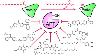 Acyl protein thioesterase inhibitors as probes of dynamic S ...