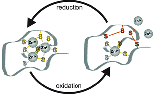 Metal ion release from metallothioneins: proteolysis as an alternative ...