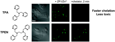 Tris(2-pyridylmethyl)amine (TPA) as a membrane-permeable chelator for ...