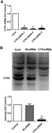 Changes in copper concentrations affect the protein levels but not the ...