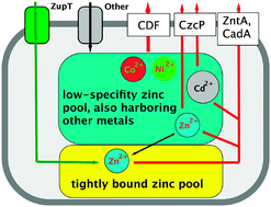 Deletion of the zupT gene for a zinc importer influences zinc pools in ...