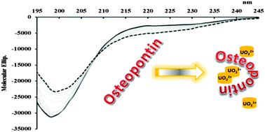 Characterization of UO22+ binding to osteopontin, a highly ...